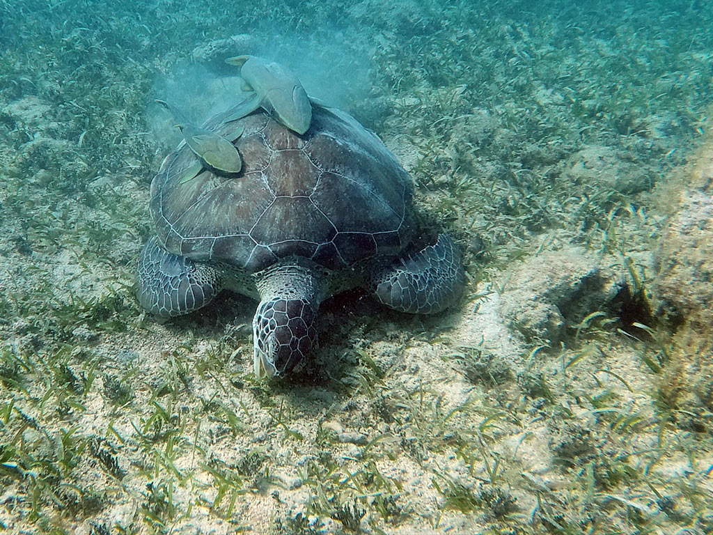 Virgin Islands - British, US, Spanish